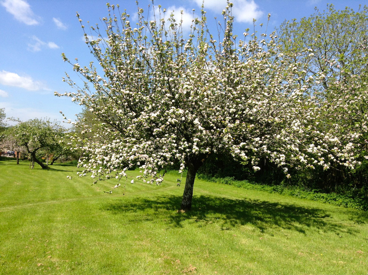 Orchard Cottage at South Coombe Holiday Cottages